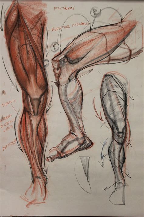 Anatomy course