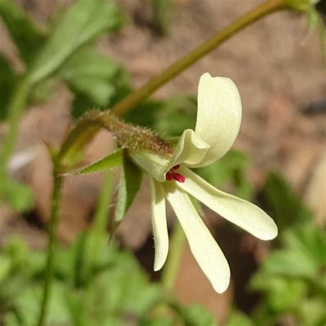 Pelargonium elongatum - Изображение особи - Плантариум