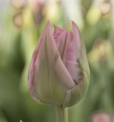 Tulpen | Dreamer® - Remarkable Tulips