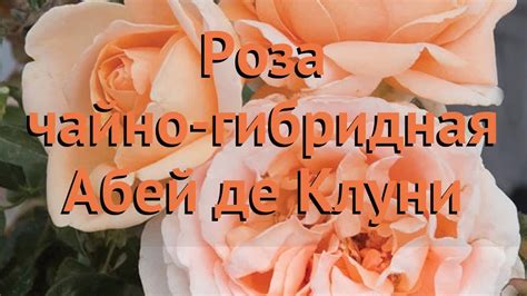 Роза чайно-гибридная Абей де Клуни (abey de kluni) 🌿 обзор: как сажать ...