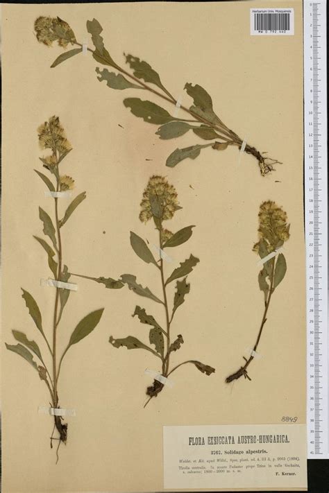 MW0792440, Solidago virgaurea subsp. minuta (Золотарник обыкновенный ...