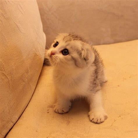 Породистый шотландский кот,окрас серебристо пятнистый би к… | Flickr