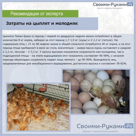 Как ухаживать за цыплятами в домашних условиях и кормление с первых ...