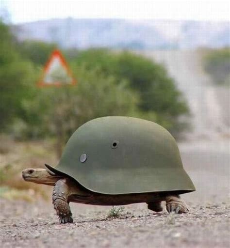 Приколычи