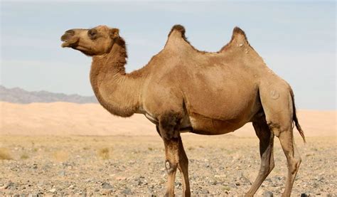 Camel