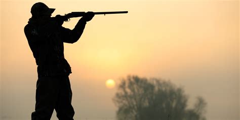 Free photo: Hunter - Fly, Hunt, Insect - Free Download - Jooinn