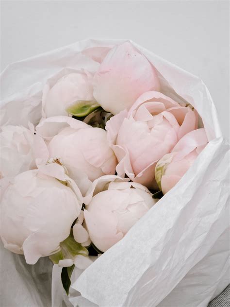 Rozi božuri - AK FLOWERS