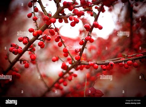 Danger berry hi-res stock photography and images - Alamy