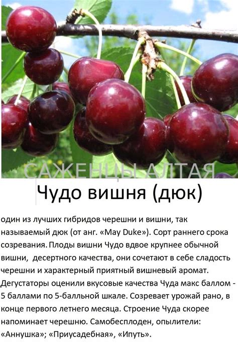 ЧВГ "Чудо-вишня"