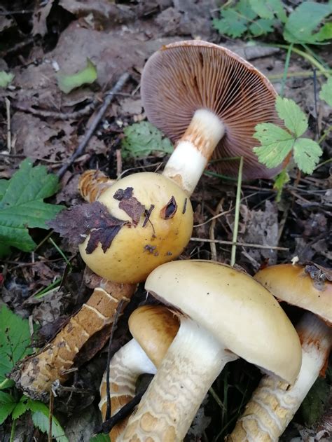 Паутинник обыкновенный (Cortinarius trivialis) фото и описание