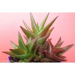Alworthia Black Gem