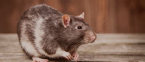 Home | Weitech - Intelligent pest control / Répulsifs à ultrason