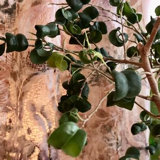 Фикусы - Ficus Benjamina Baroc / Фикус Бенджамина Барок