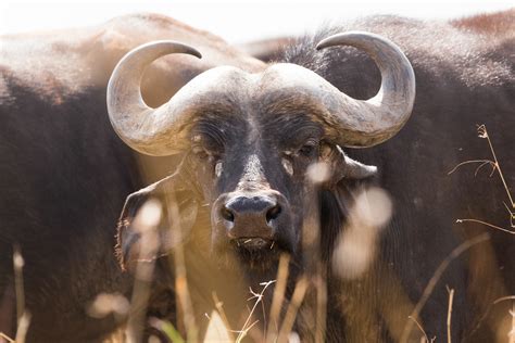 Bufalo | JuzaPhoto