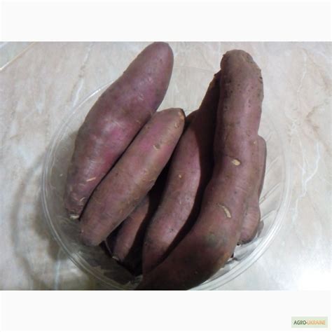 Продам клубни батата, купити клубни батата — Agro-Ukraine
