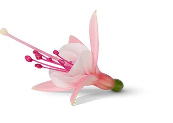 Bella Fuchsia Sophia