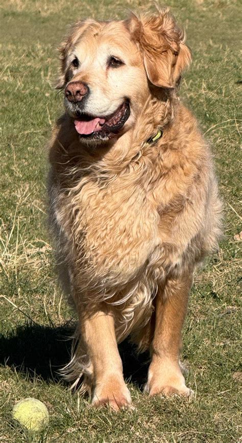 Golden Retrievers of South Africa-Since 2013