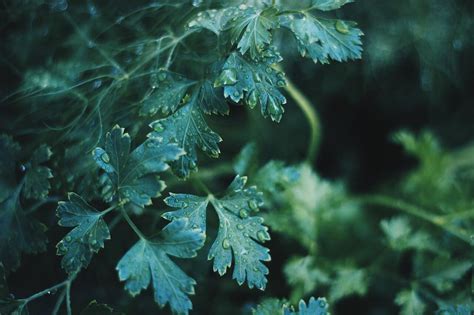 Lovage: A Mediterranean Tradition