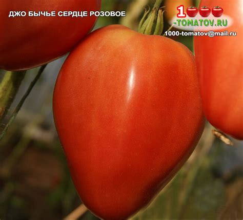 ТОМАТЫ – САМЫЕ УРОЖАЙНЫЕ СЕРДЦЕВИДНЫЕ СОРТА ч.1 | 1000 томатов | Дзен