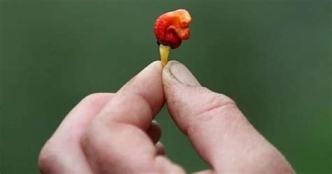 ️ Купить Семена перца Дыхание Дракона