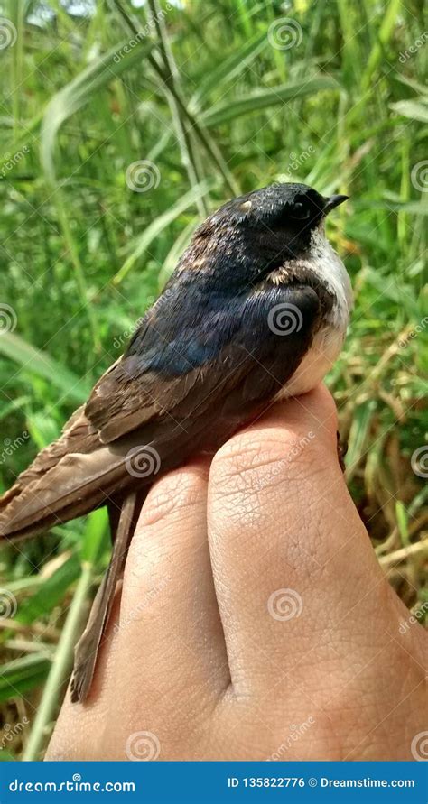 Andorinha stock photo. Image of nature, andorinha, birds - 135822776