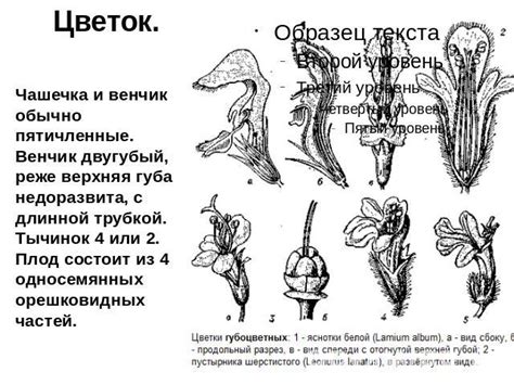 Презентация на тему "Семейство Губоцветные" - скачать бесплатно ...