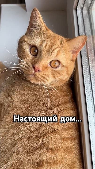 Там,где кот🥰😘 #short#happy#котики#счастье#кот - YouTube