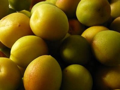 Абрикос японский (Prunus mume) или Слива японская, или Слива китайская ...