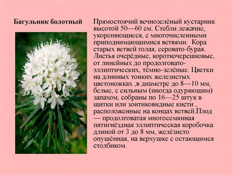 Как выглядит багульник: виды, описание, характеристики, применение