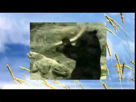 Животные секс 2 Веселая подборка видео с животными - YouTube