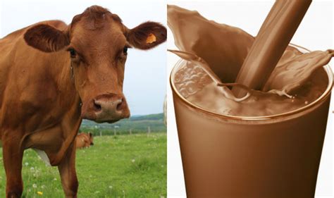Chocolate Milk Cows