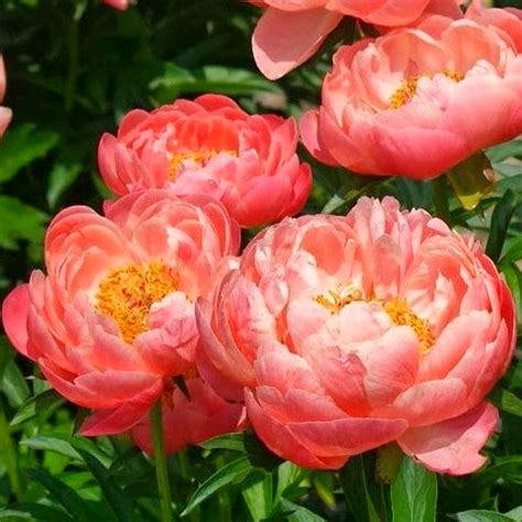 Пион Корал Шарм (Coral Charm) - купить многолетники с доставкой по ...