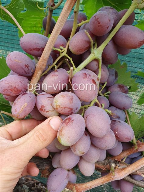 Дамасская красавица — pan-vin.com