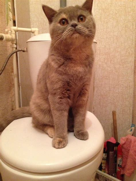 Купили кошке кучу разнообразных игрушек,а она вечно залипает в туалете ...