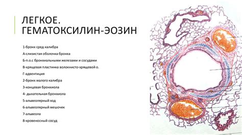Экзменационные препараты по гистологии - презентация онлайн