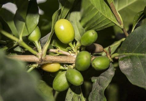 Эфирное масло зеленого кофе - AgroFlora.ru