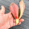 Echeveria 'Fireball' (1 x CUTTING) – LET LOVE GROW (Succulent & Cactus)