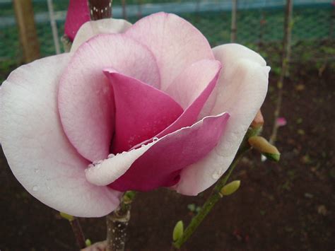 Magnolia Cameo
