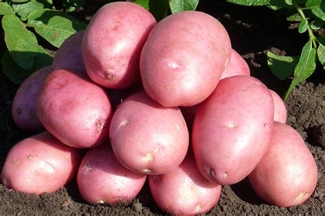 Картофель Балтик Роуз: описание сорта, отзывы, фото