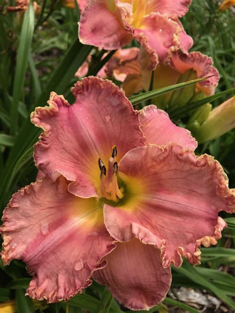 Rilly Frilly* – Artemesia Daylilies