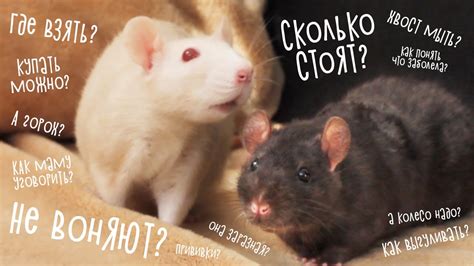 Ответы на вопросы про крыс - YouTube