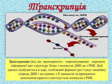 24 синтез білків.