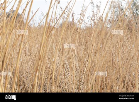 Reed grasses with colour tone hi-res stock photography and images - Alamy