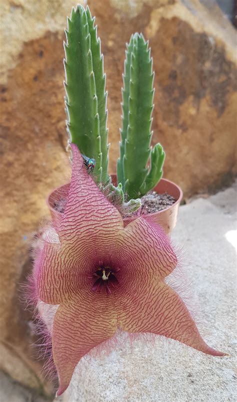 Stapelia grandiflora – Kakteen Shop