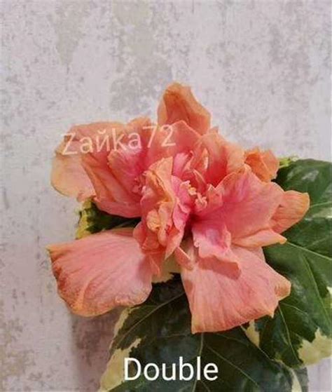 Гибискус Double pink (orange)variegata | Festima.Ru - Мониторинг объявлений