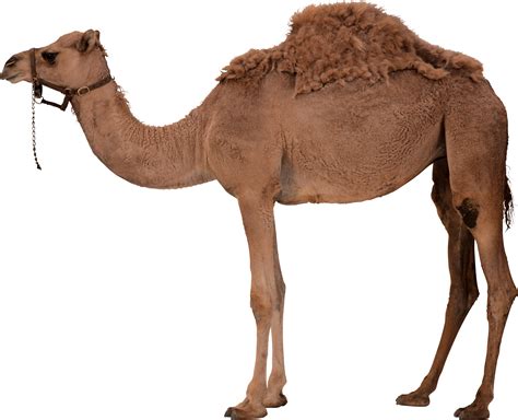 Camel PNG image