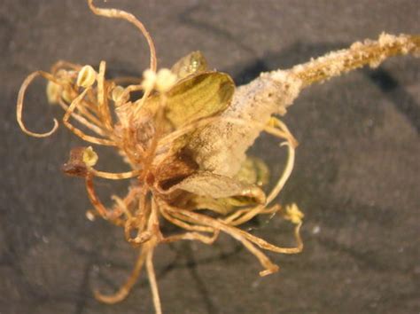 Monilinia laxa – Hortipendium