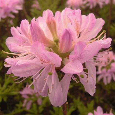 Azalia wielkokwiatowa ‘Western Lights’