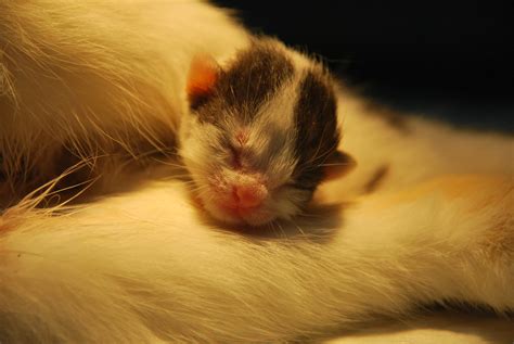 Neonatologia i pediatria | Klinika weterynaryjna Redline