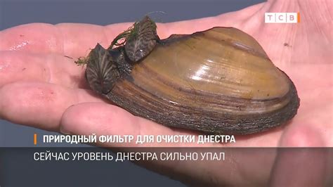 Природный фильтр для очистки Днестра - YouTube